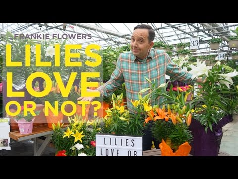 Lilies - Lovely or Not