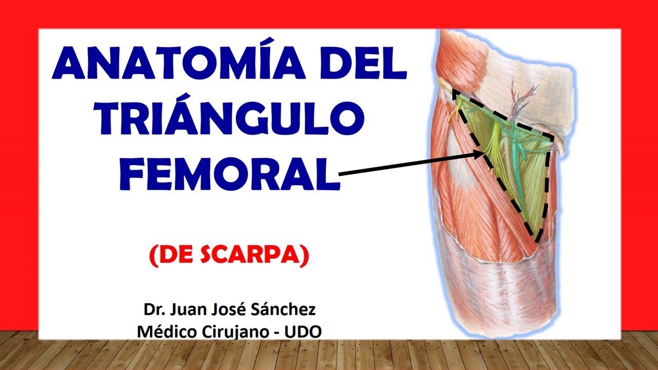🥇 FEMORAL TRIANGLE. (SCARPA triangle). Easy and simple