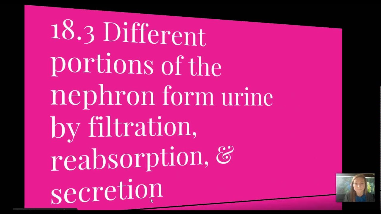 Ch  18 Urinary System VL Part 1