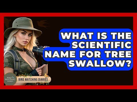 What Is The Scientific Name For Tree Swallow? - Bird Watching Diaries