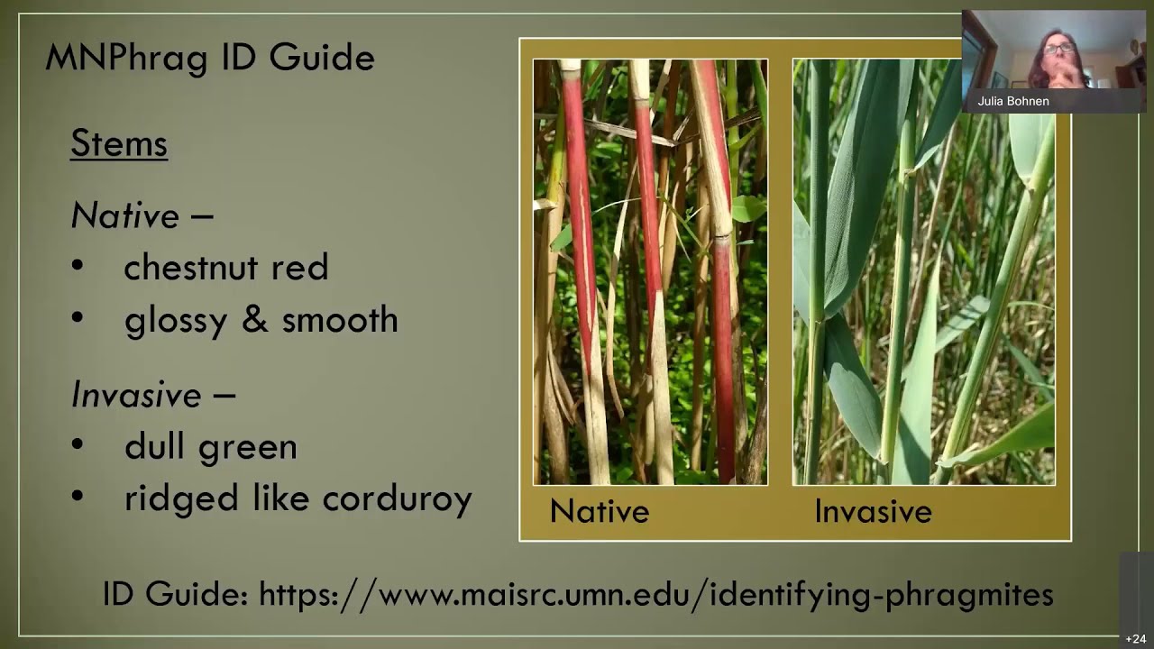 Phragmites in Minnesota: May 2021