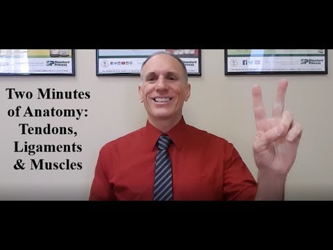 Two Minutes of Anatomy: Tendons, Ligaments and Muscles