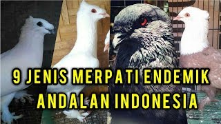 bagusfuzziblog: Merpati Jambul Yang Bagus