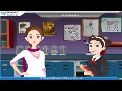 10. To identify the different parts of an embryo of a dicot seed - Lab ...