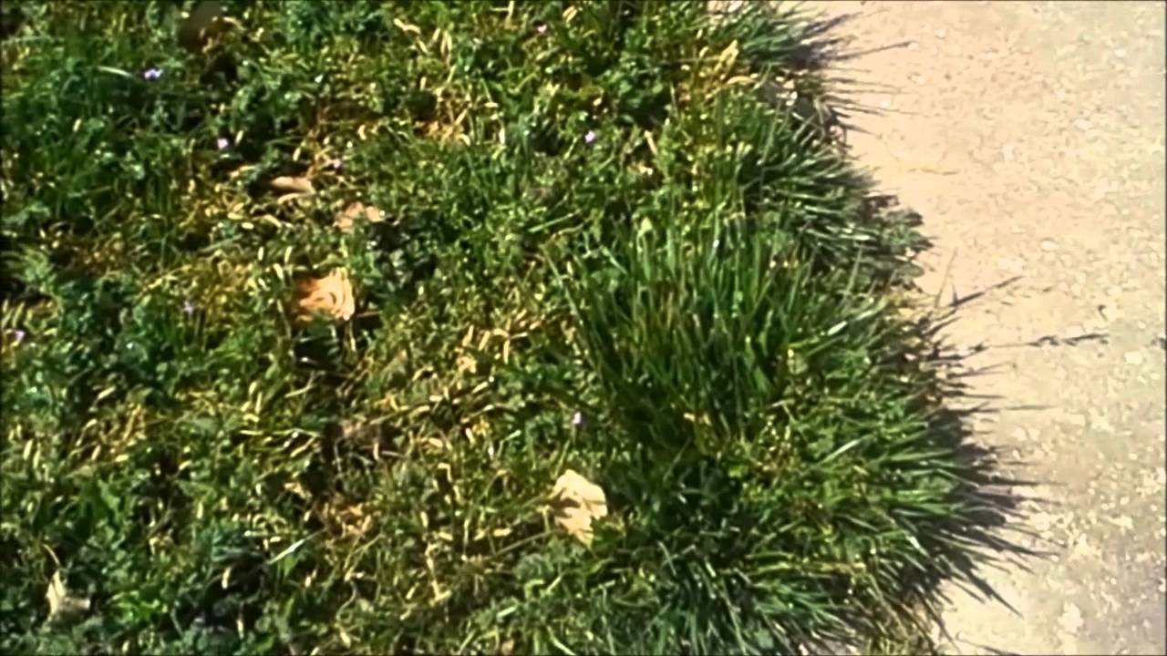 how to winterize sprinkler system