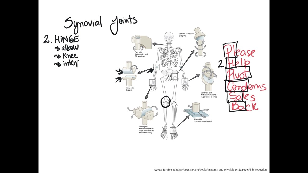 Dr. Benaduce: Hinge Synovial Joint (Joints Lecture)