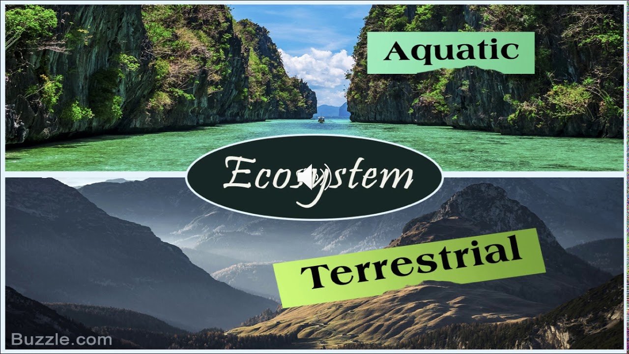 Introduction to Ecosystem PowerPoint