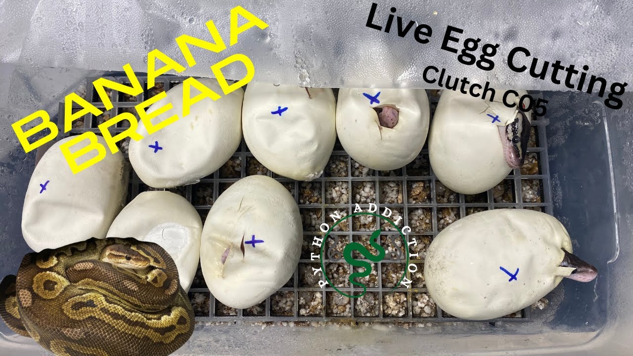 Python Addiction -Live Egg Cutting - Ball Python Clutch C05