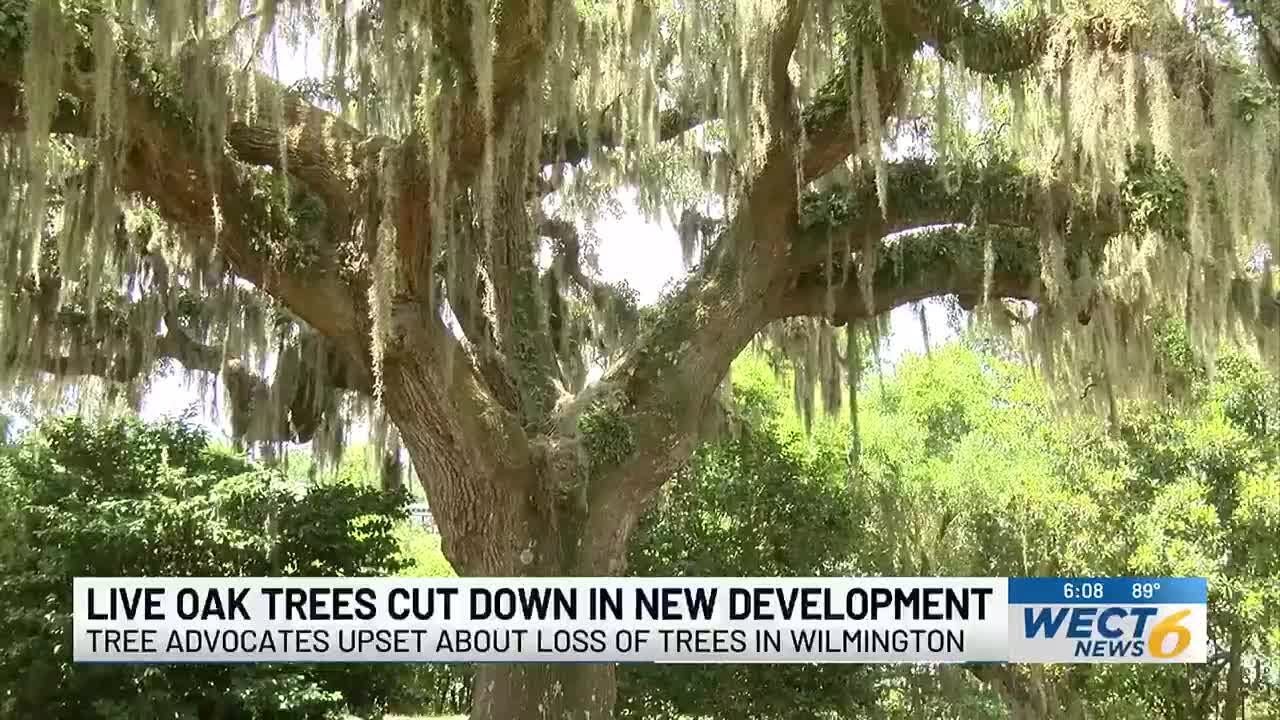 Removal of trees at the Galleria Development upsets tree advocates