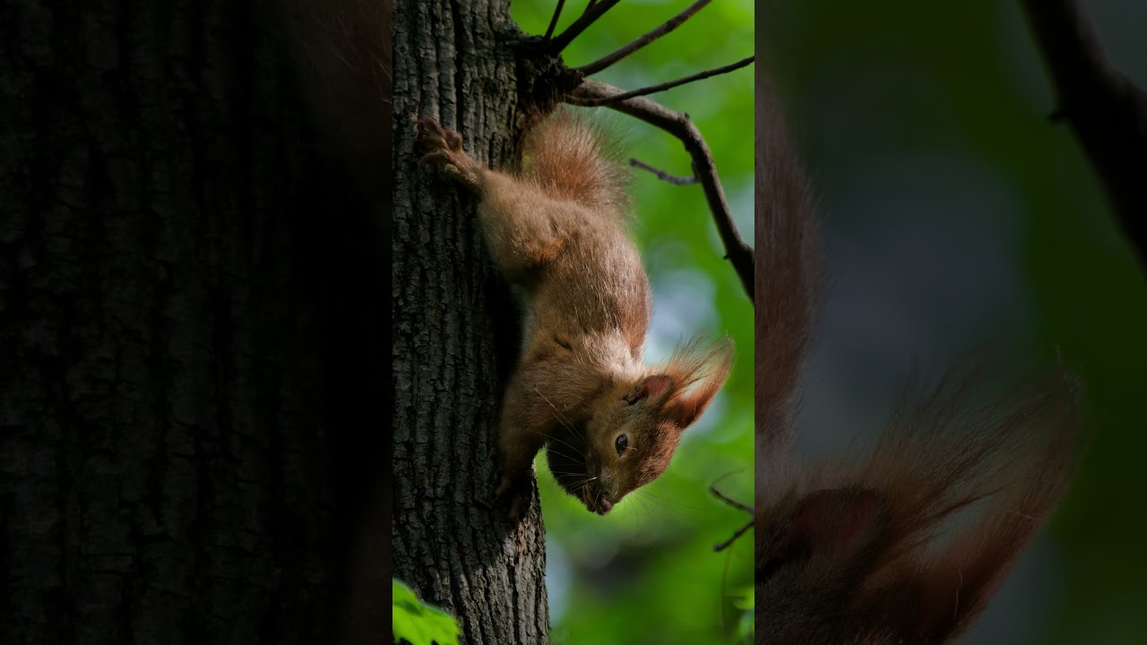 Eurasian red squirrel (Sciurus vulgaris) #nature #wildlifephotography #wildlife #cuteanimals