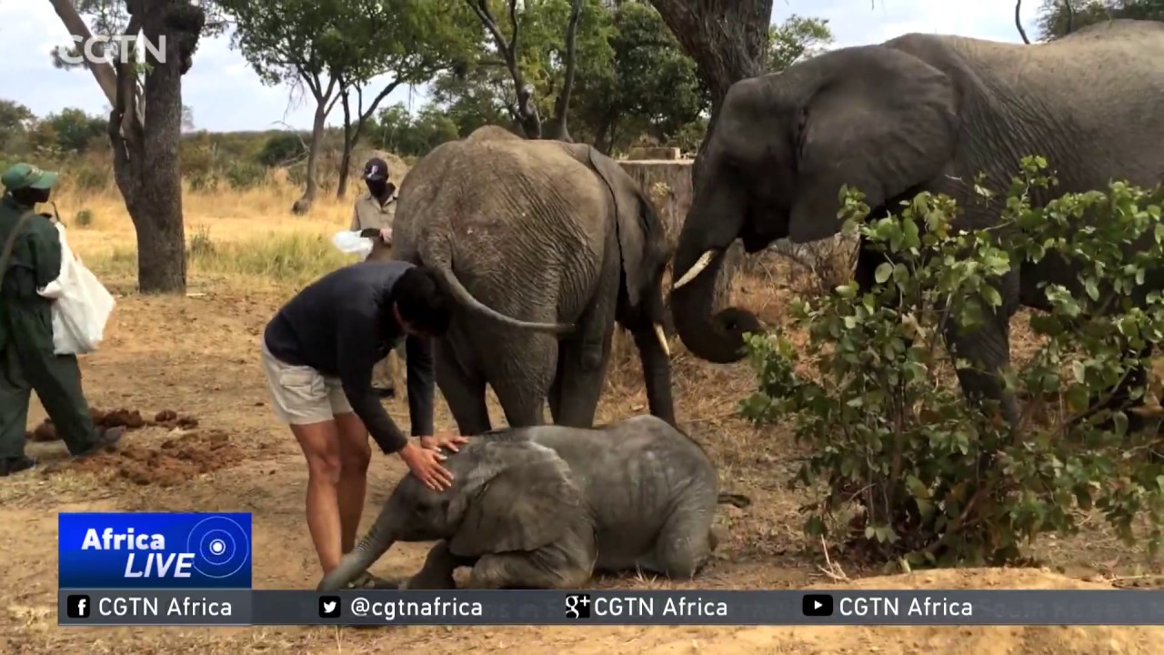 Zimbabwe researchers study elephant milk to save orphaned calves