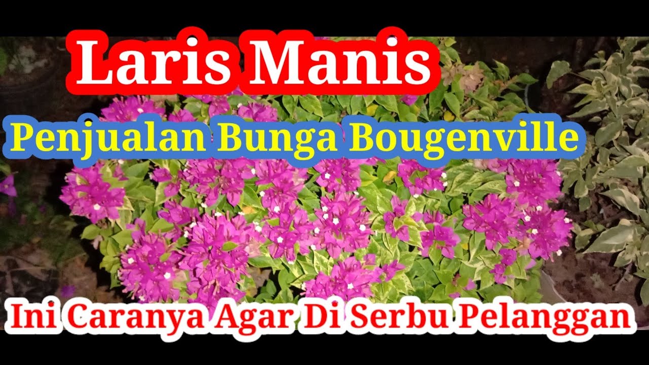 Selalu Laris Manis Penjualan Bunga Bougenville Di Pasar Pagi. Tips Berjualan Bunga Bougenville