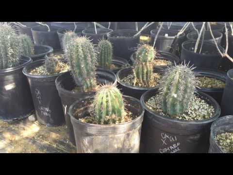 Inside Pima County's Native Plant Nursery