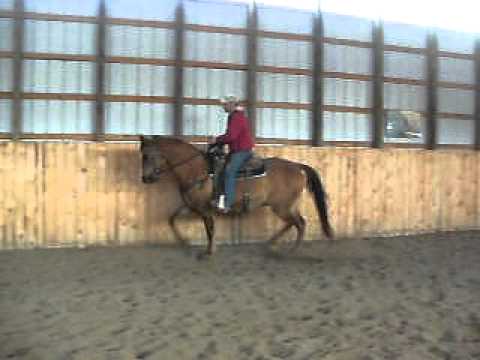 For Sale DUSTY 15.3 reg 1/2 Arabian 1/2 QH 1999 gelding taken March 2010