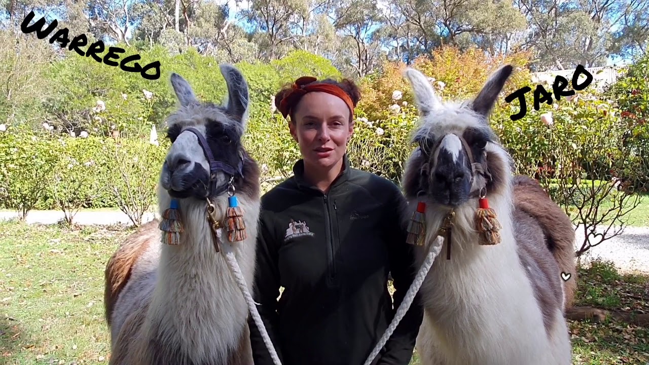 Hanging Rock Llama Treks