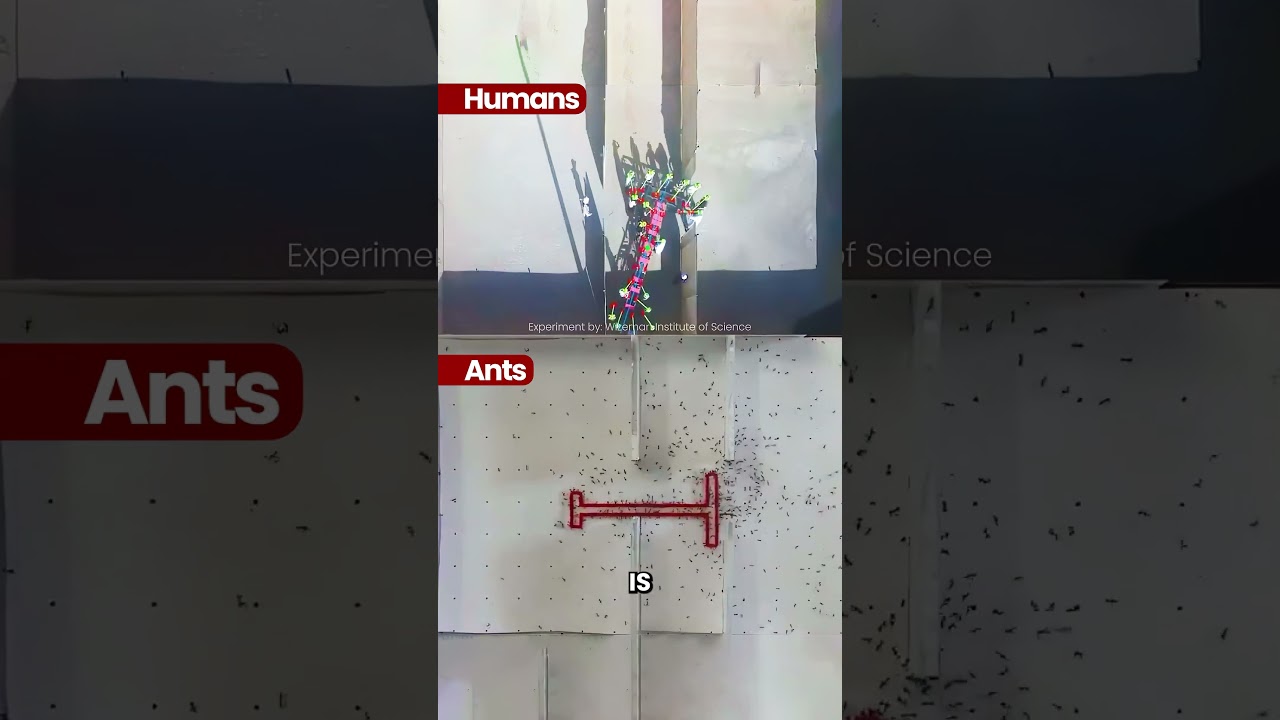 Ants Vs Humans: Problem Solving Skills