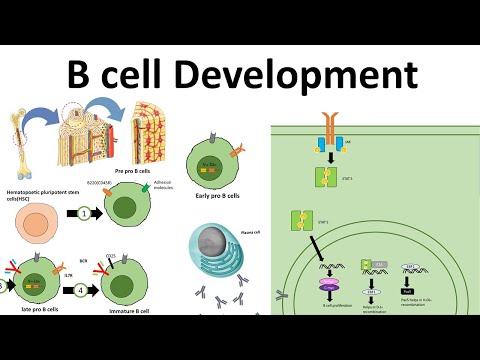 B cell development