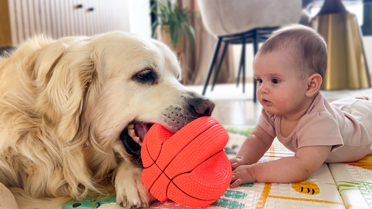 Baby’s Reaction When a Golden Retriever Shares His Toy