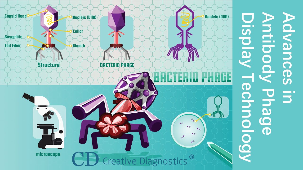 Advances in Antibody Phage Display Technology