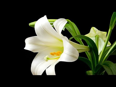 05/24/20: Sunday Mass at 10:00am