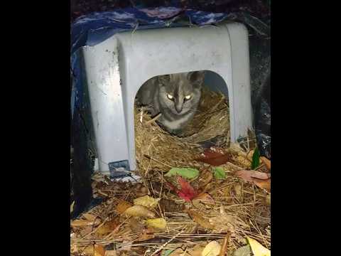 "Proof" Feral Cats Using The Houses! Diluted Tortoiseshell Cat ❤️ #shorts