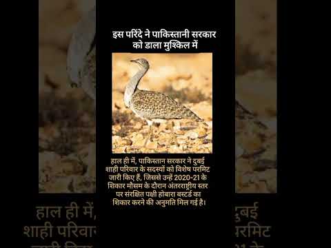 Houbara Bustard #youtubeshorts #shorts