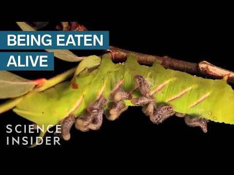 Why These Parasites Eat Their Hosts To Survive
