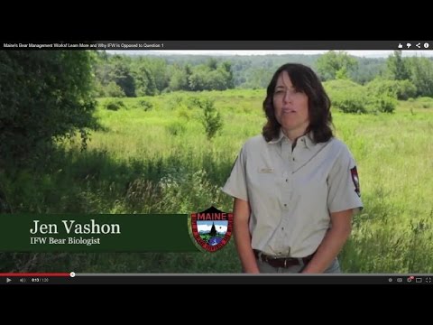 Maine's Bear Management Works! Learn Why IFW Is Opposed to Question 1