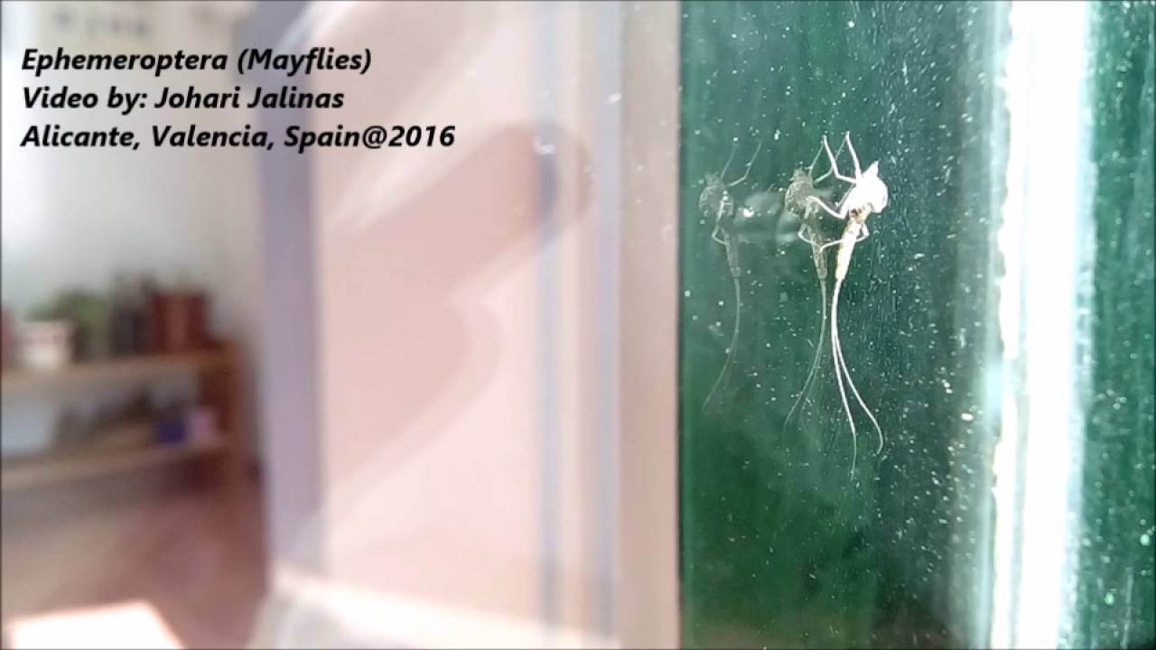 Ephemeroptera  Mayflies v2