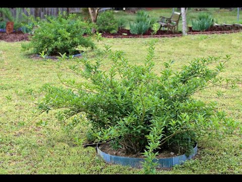 Transplanting Forsythia - How to Move a Forsythia Bush