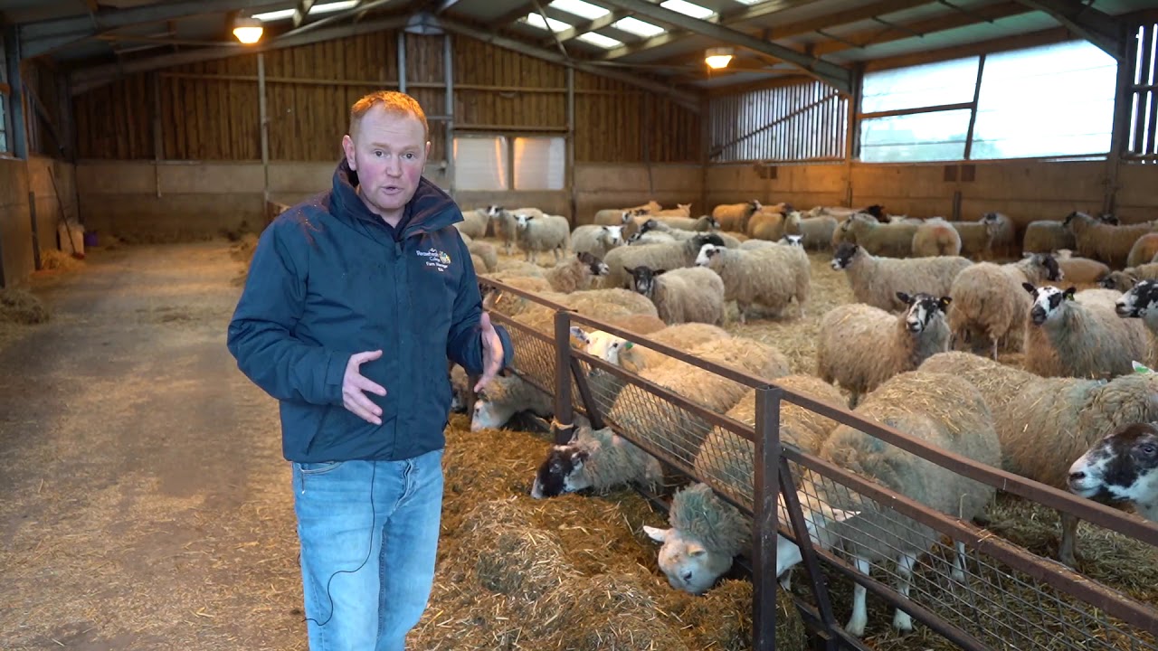 Welcome to Reaseheath's online Lambing event