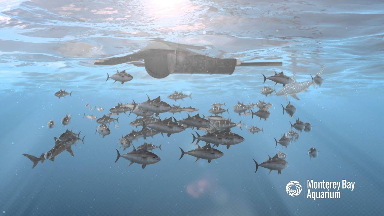 Tips for choosing sustainable canned tuna | Seafood Watch