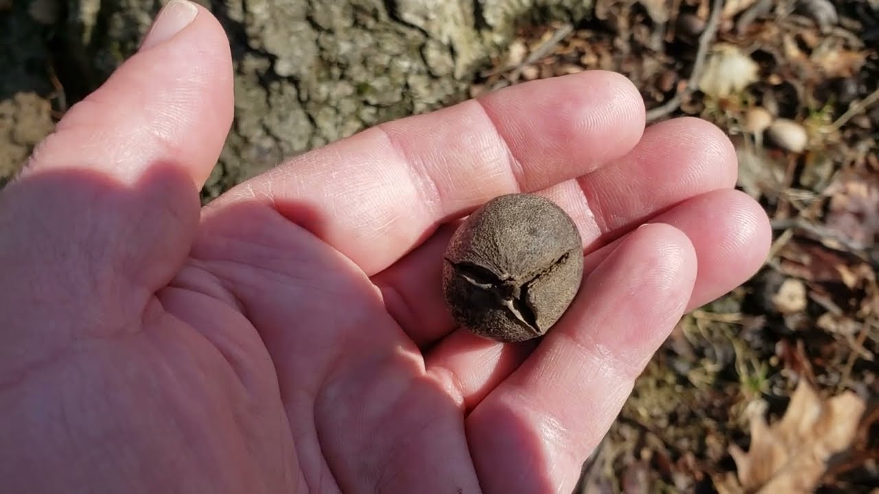 ID That Tree: Pignut Hickory