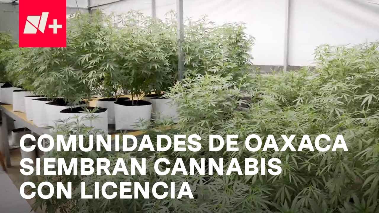 Cultivo de cannabis: Indígenas zapotecos tienen licencia sembrar y cosechar marihuana - En Punto