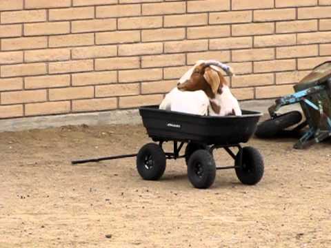 Goat-Kart | the ittybitty perspective