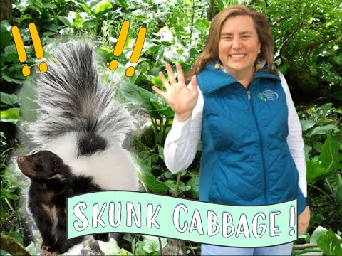 Head Outside! All About Skunk Cabbage