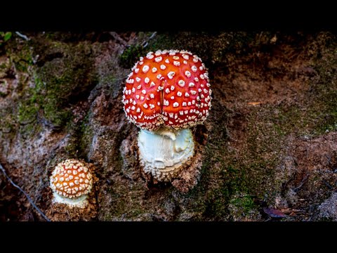 BENCHMARK MOUNTAIN, West Cady Ridge, WA, USA (4K)
