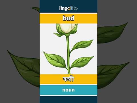 🇬🇧🇮🇳 bud - कली : learn English : चलो अंग्रेजी सीखें : vocabulary builder