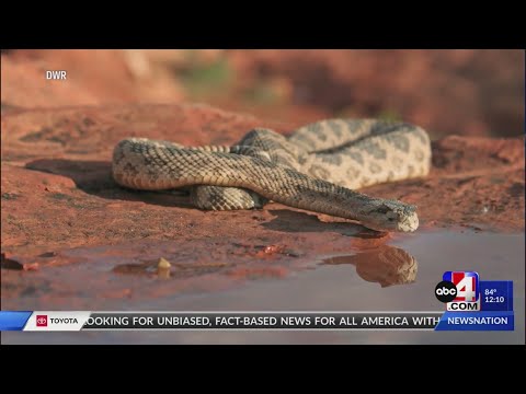What to know and how to stay safe around rattlesnakes in Utah