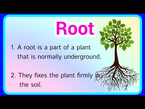 10 lines on Root in english, Facts about Root, Part of plant Root, Ashwin's World