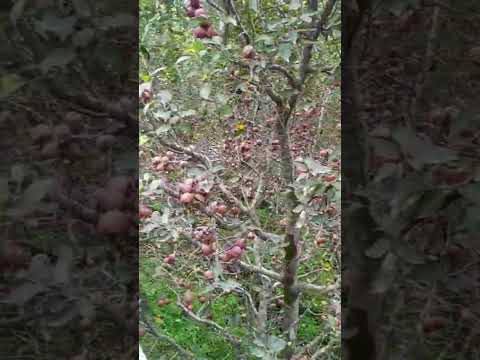 Apple garden kashmir 🍎Apple#apple #appliances #kashmir #pahalgam #applefram#reels
