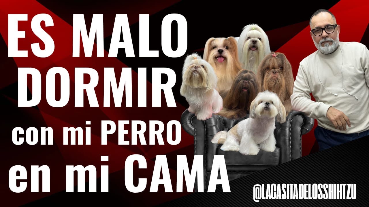 es MALO DORMIR con tu Perro en tu CAMA | VENTAJAS y DESVENTAJAS by Alex Santillana 