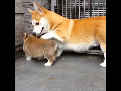 Funny Corgi Moment- Teaching a puppy to sit