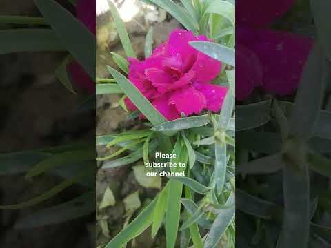 The color of passion