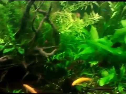 Fish Tank Cleaning Service, Aquarium Cleaning Service in India