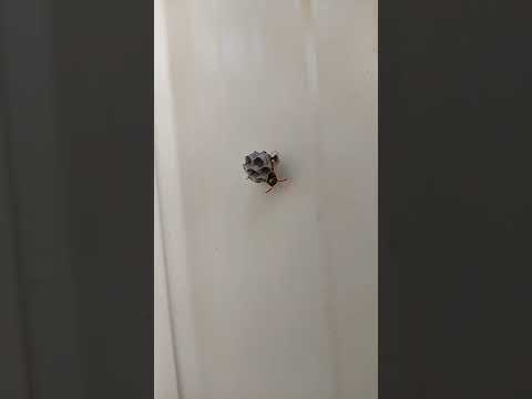 what kind of wasp is that