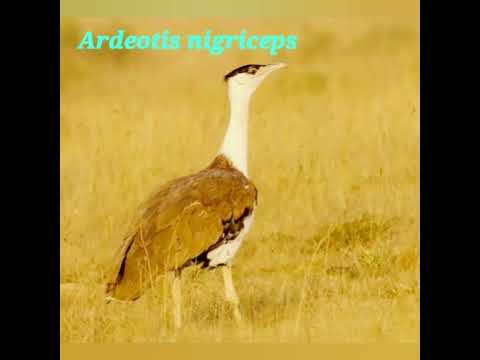 State Bird Of Rajasthan # Great Indian Bustard 🤎🤩/ Ardeotis nigriceps😍