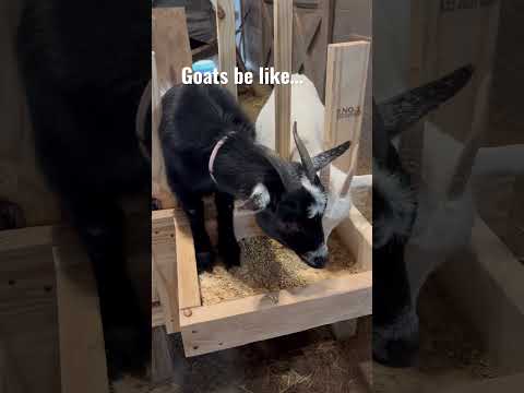 Crazy goats on the milk stanchion #shorts