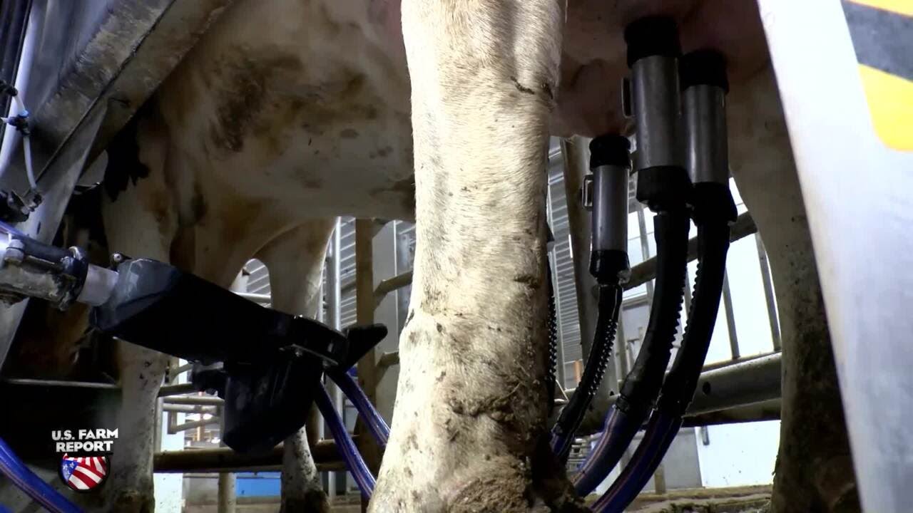 Revolutionizing Dairy Farming: Robots Propel Dairies to New Heights