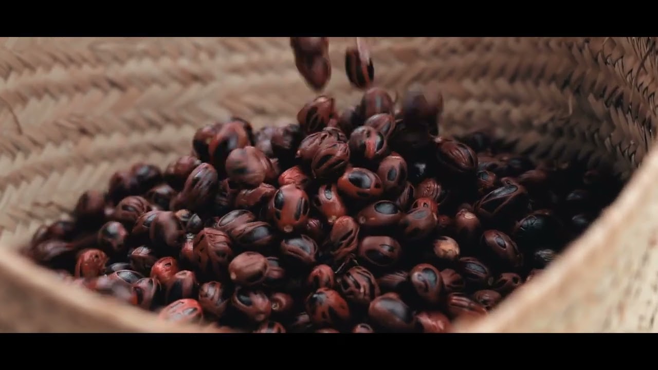 Procera Gin: The African Juniper Revolution in Craft Spirits